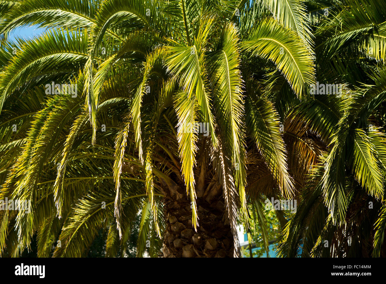 Beautiful lush palm Stock Photo - Alamy