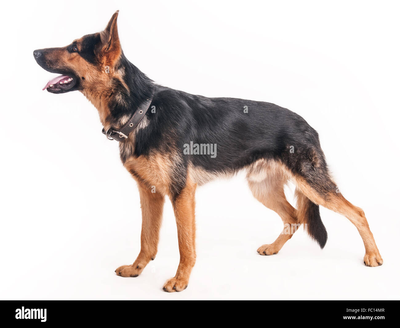 Shepherd on a white background Stock Photo - Alamy