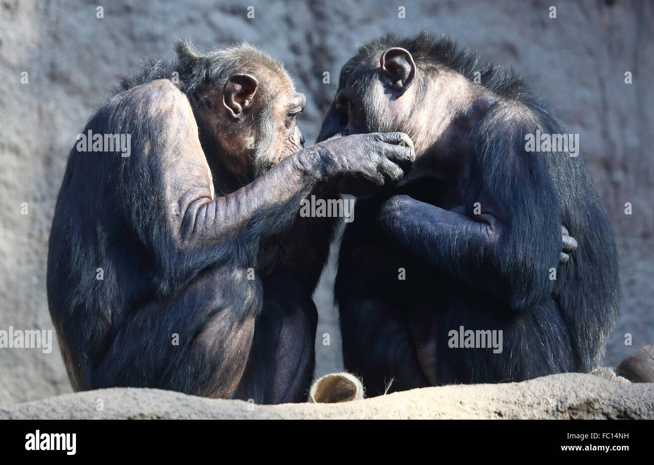 Chimp family hi-res stock photography and images - Alamy