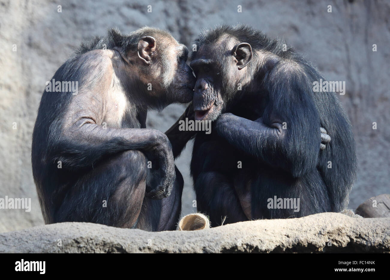 Schimpanse jung hi-res stock photography and images - Alamy