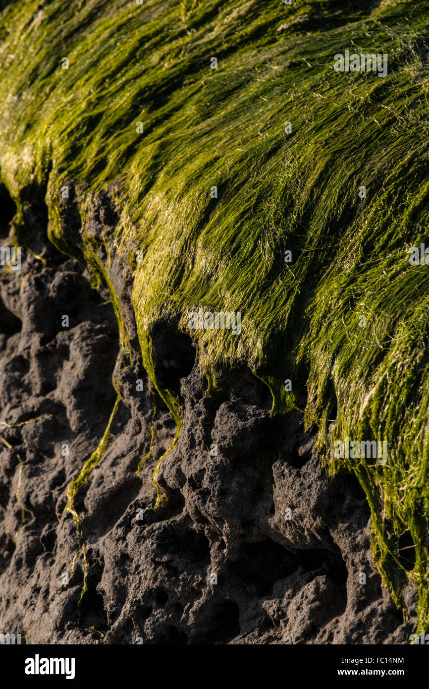 Dry algae hi-res stock photography and images - Alamy
