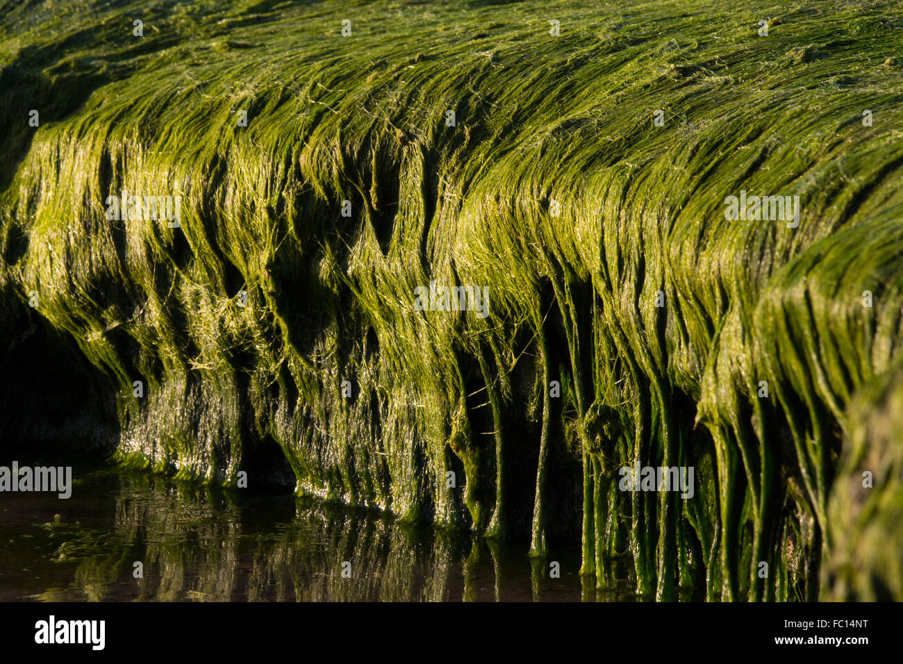 dry fallen algae Stock Photo - Alamy