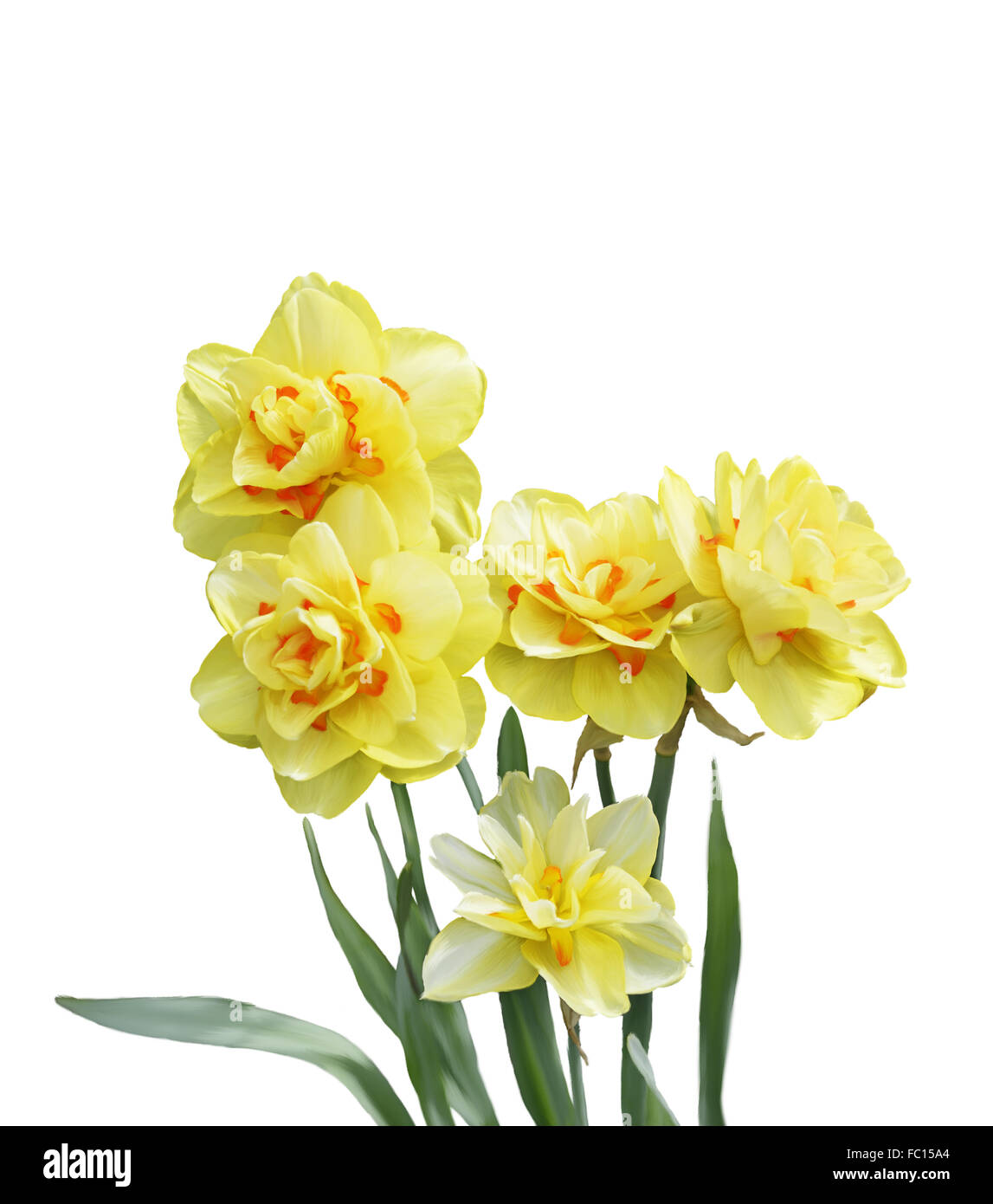 Isolated daffodil flowers hi-res stock photography and images - Alamy