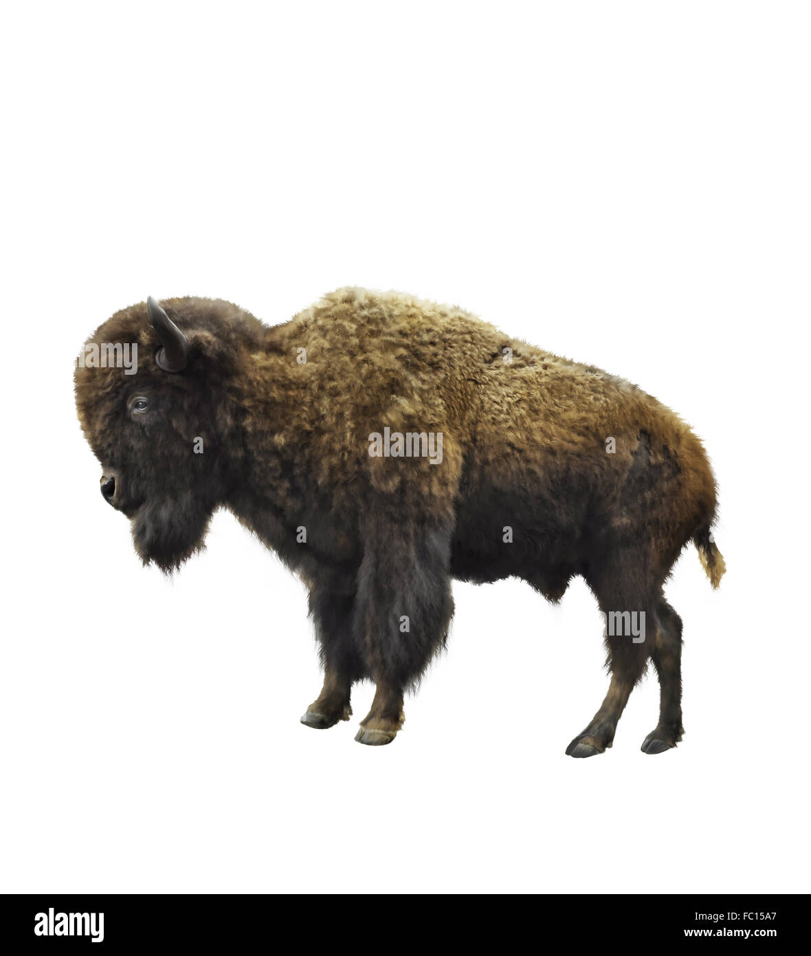 American bison illustration hi-res stock photography and images - Alamy
