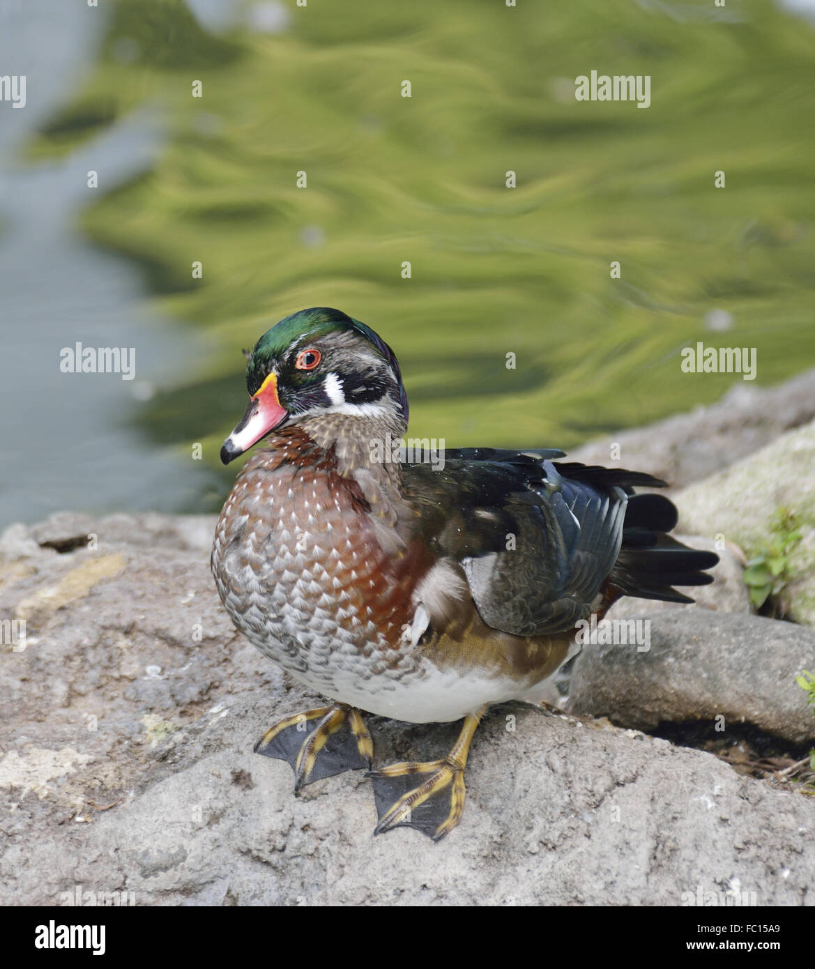 Florida wood duck hi-res stock photography and images - Alamy