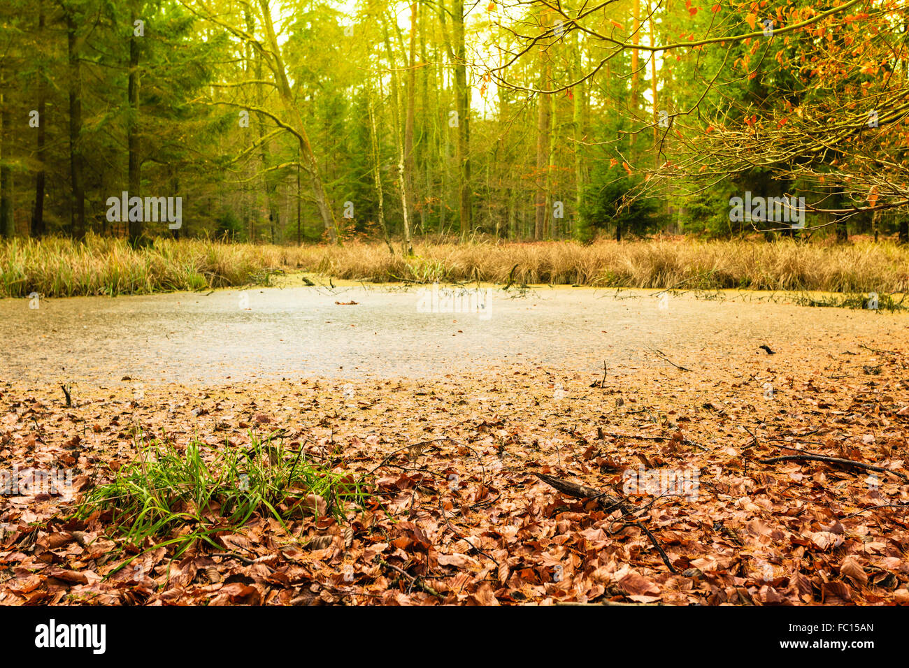 forest swamp landscape Stock Photo - Alamy