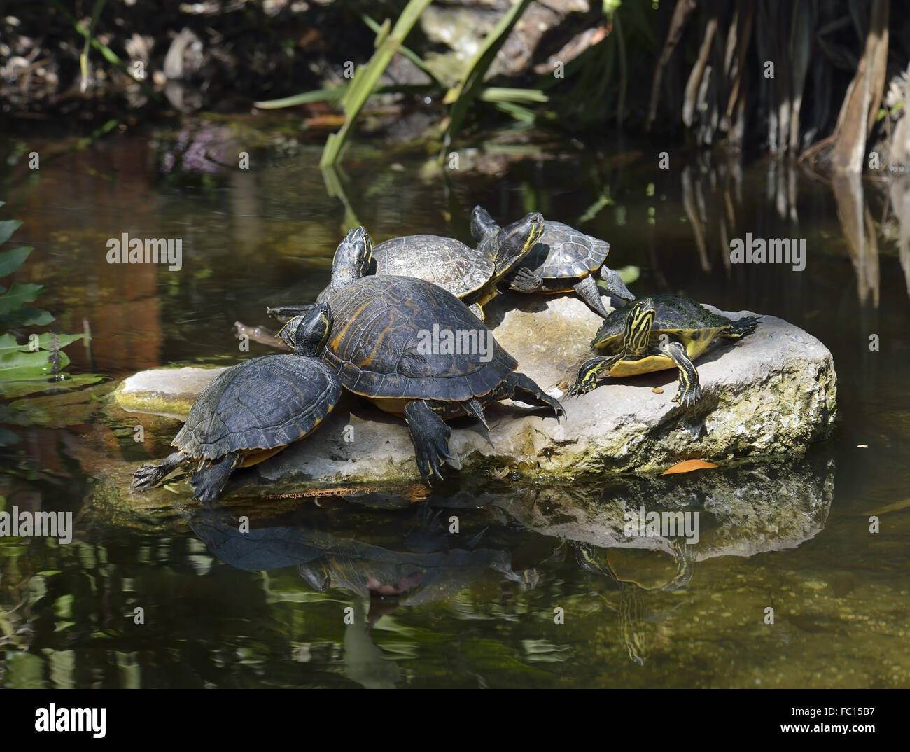 Yellow bellied slider turtles hi-res stock photography and images - Alamy