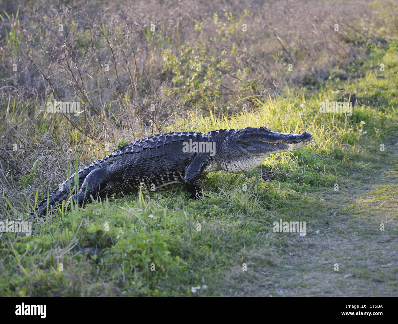 American alligator walking hi-res stock photography and images - Alamy