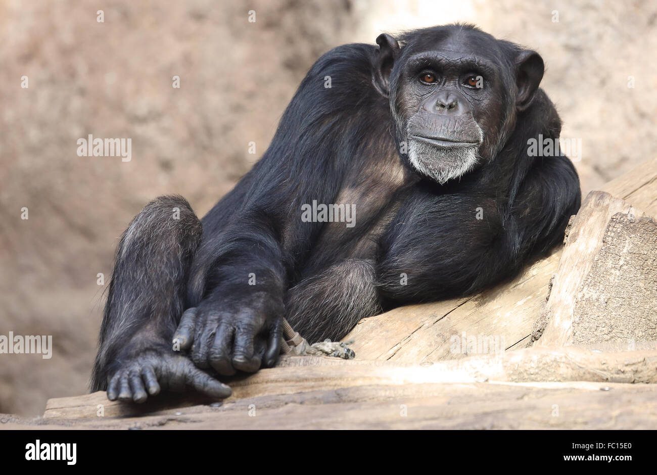 Chimp human hi-res stock photography and images - Alamy