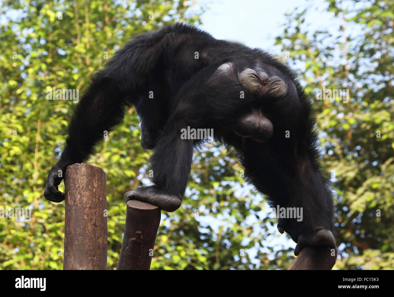 Monkey backside not animal hi-res stock photography and images - Alamy