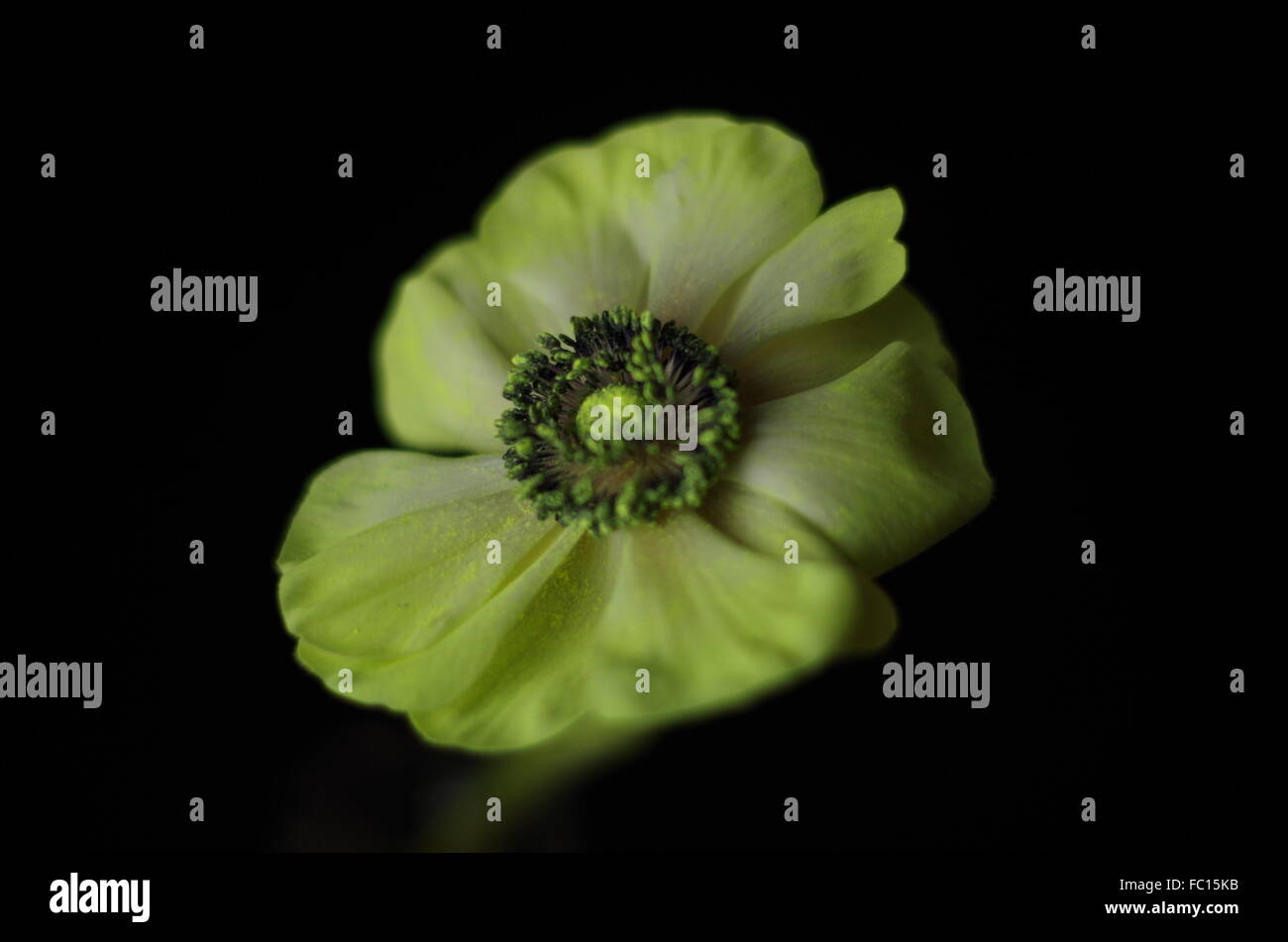 Gelbe anemone hi-res stock photography and images - Alamy