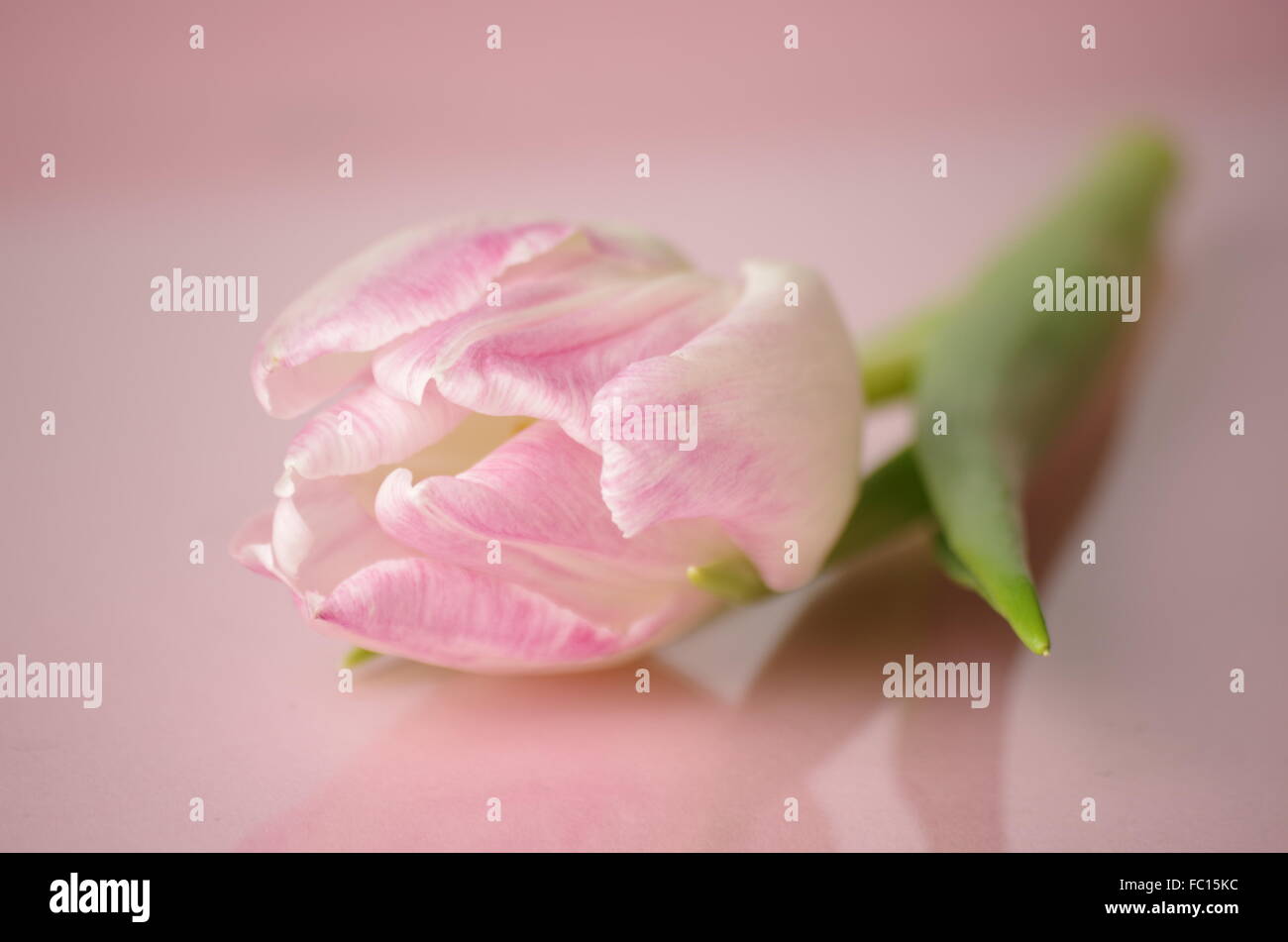 Tulip flow hi-res stock photography and images - Alamy