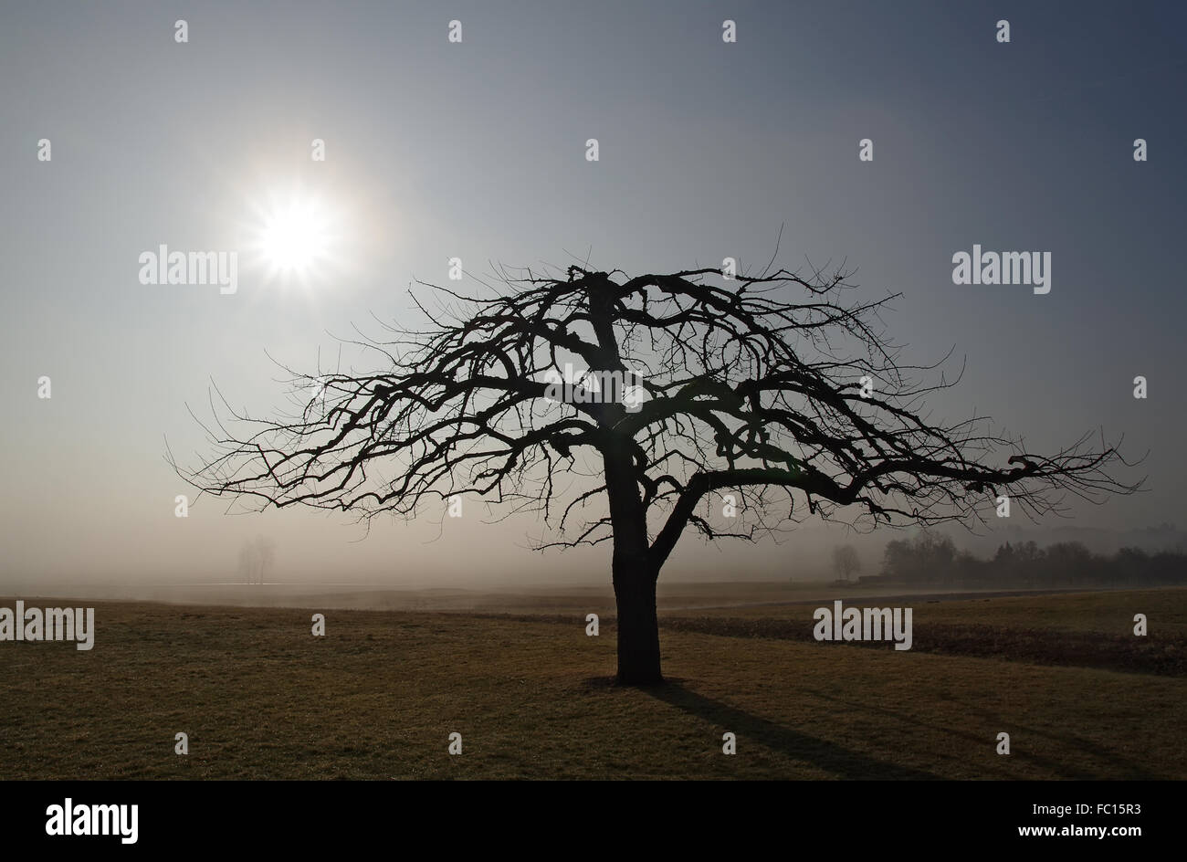 fruit tree in early morning fog Stock Photo - Alamy