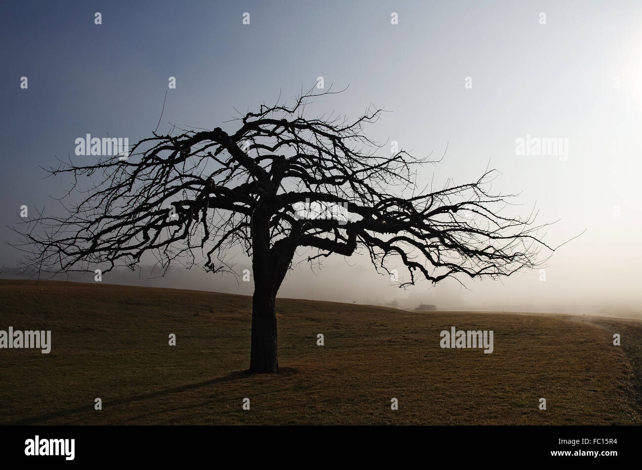 Early fruit hi-res stock photography and images - Alamy