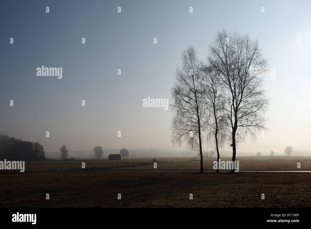 Birch trees in early morning mist Stock Photo - Alamy