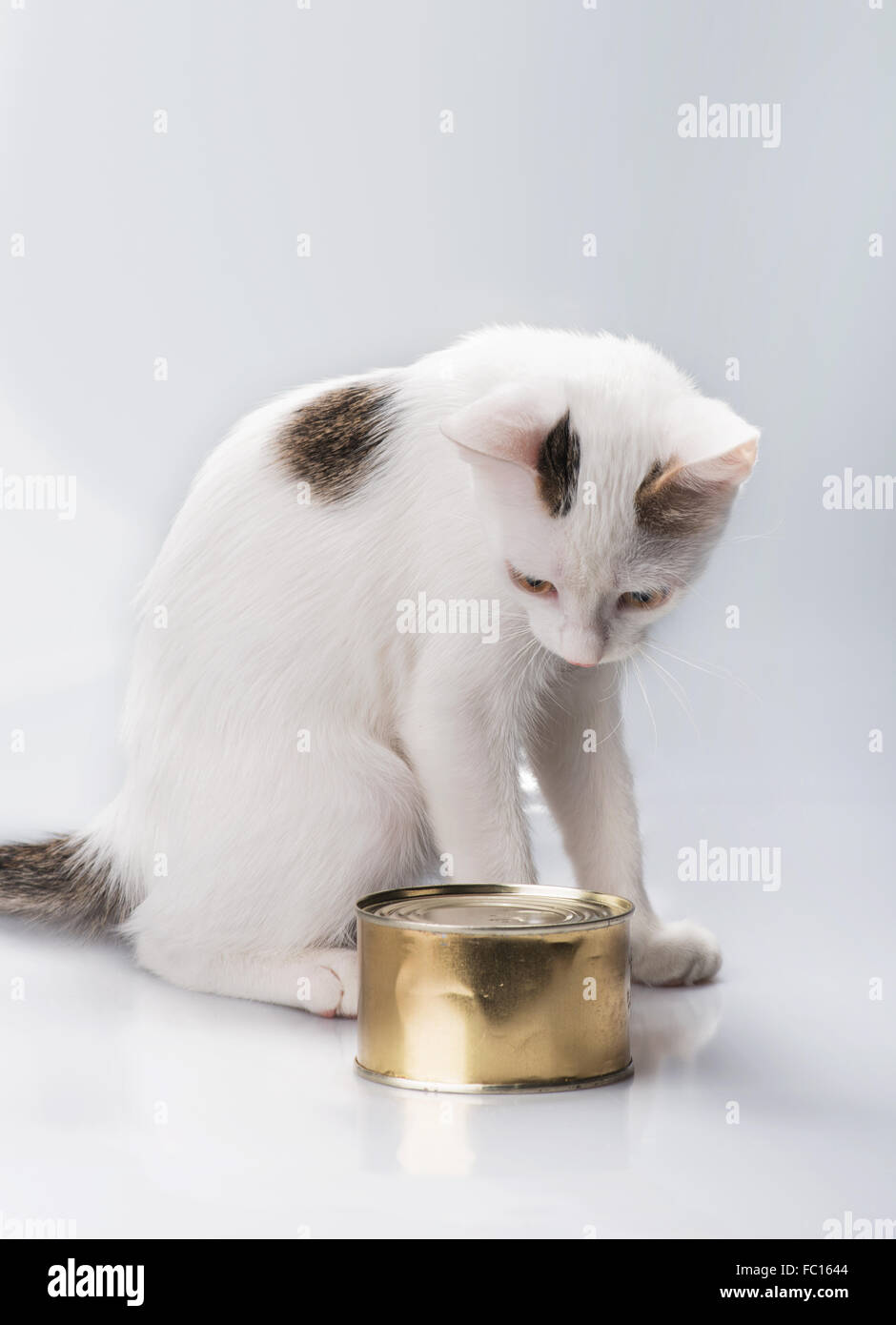 kitten with canned Stock Photo - Alamy