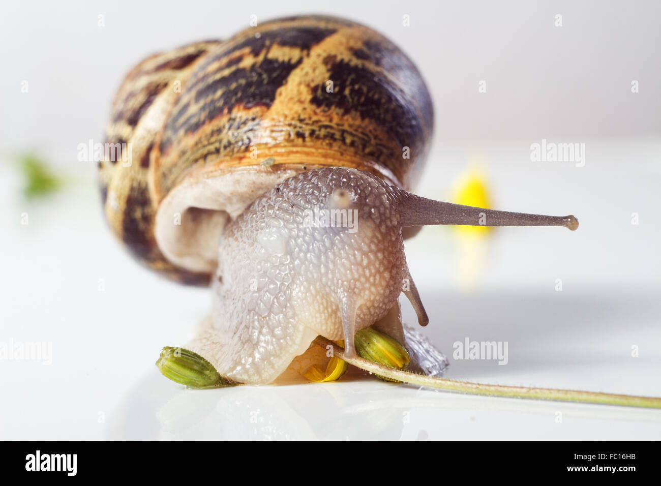 Snail isolated on white Stock Photo - Alamy
