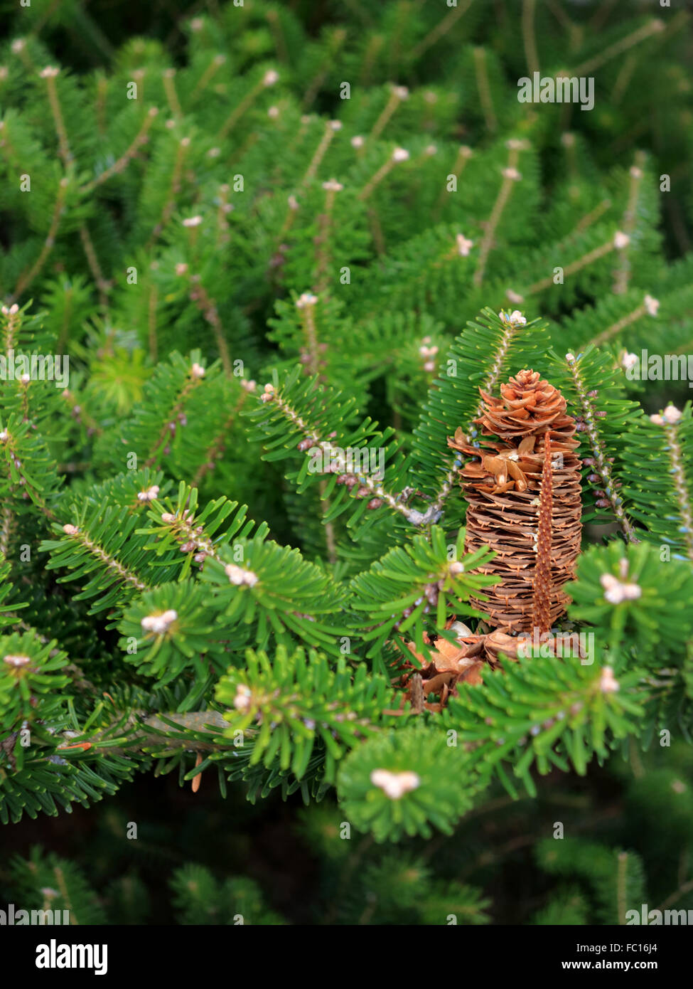Conifer branch plant hi-res stock photography and images - Alamy