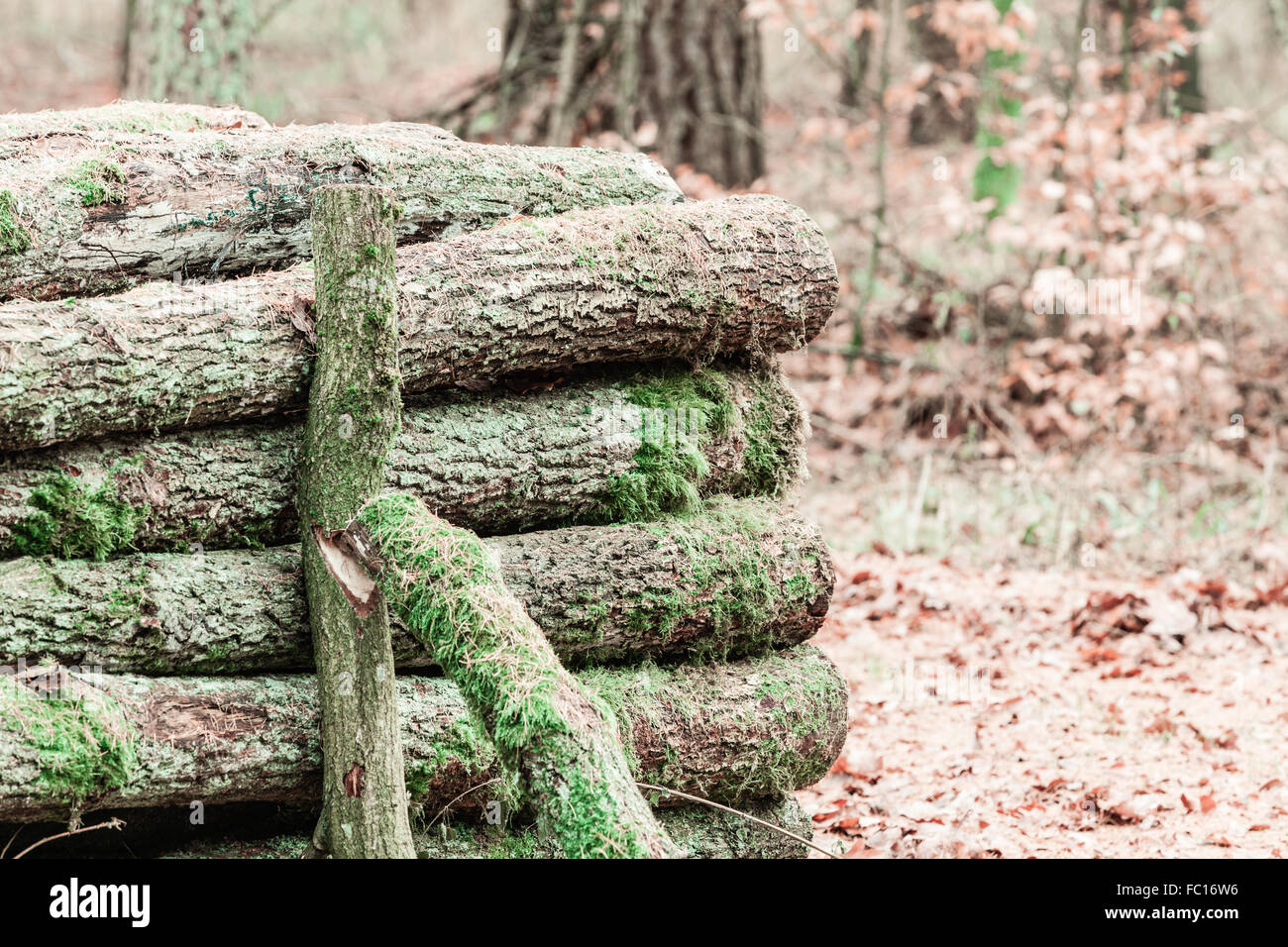 big pile of wood in autumn forest Stock Photo - Alamy