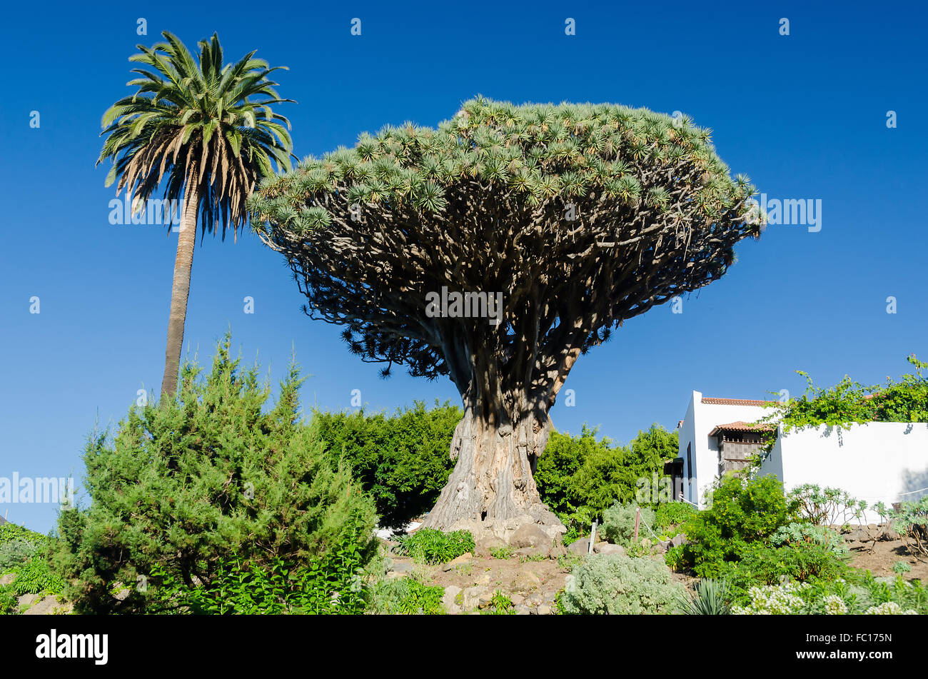 Dragon tree on Tenerife, Spain Stock Photo - Alamy