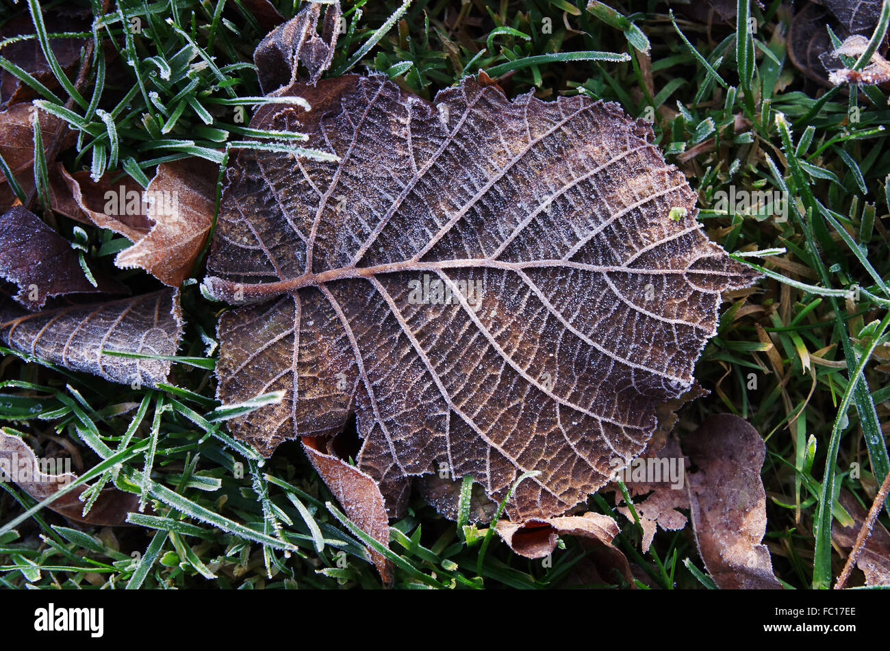 Withered leaves sheet in hoarfrost Stock Photo - Alamy