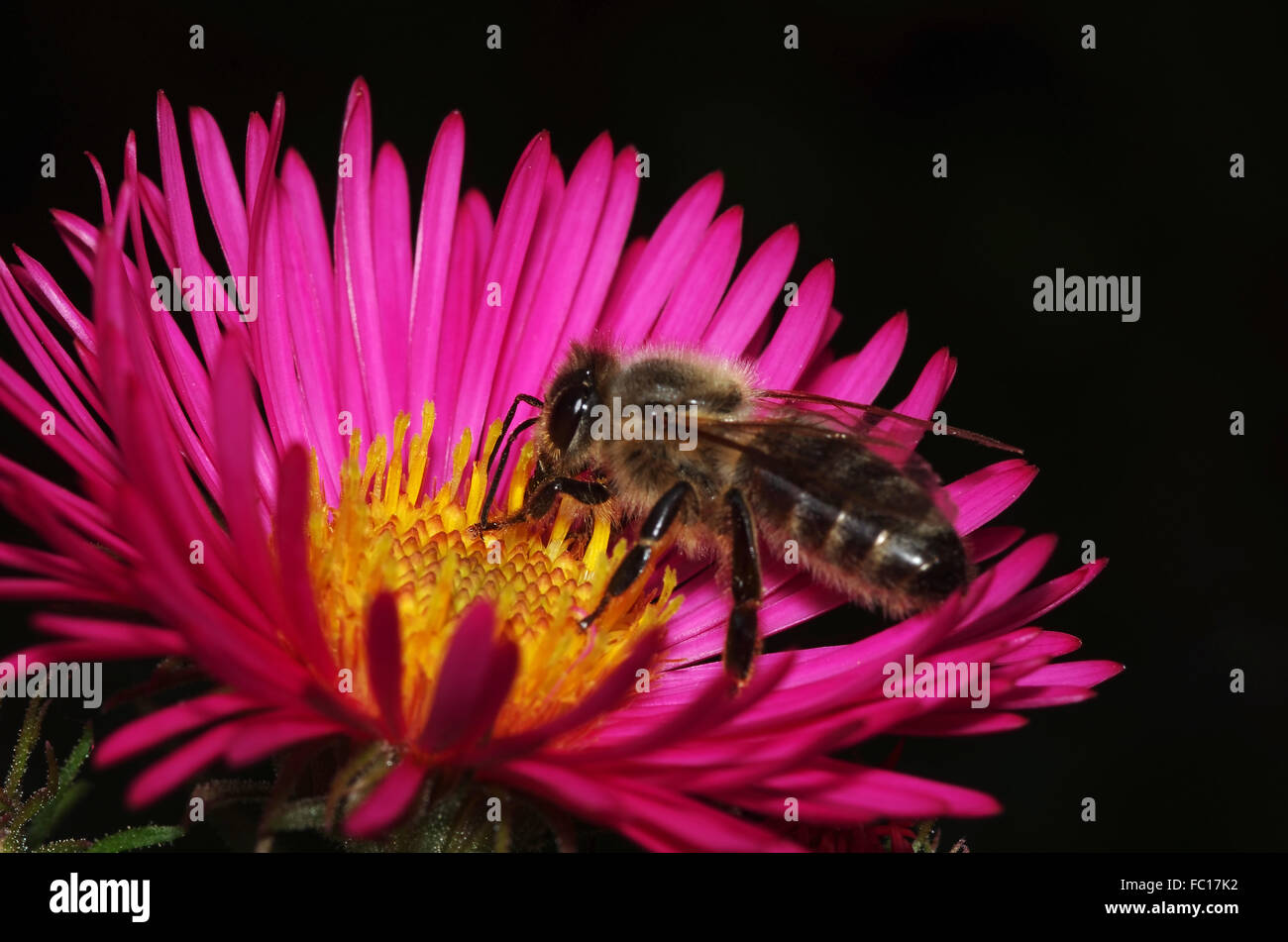 Bee on Aster Flower Nectar drink Stock Photo - Alamy