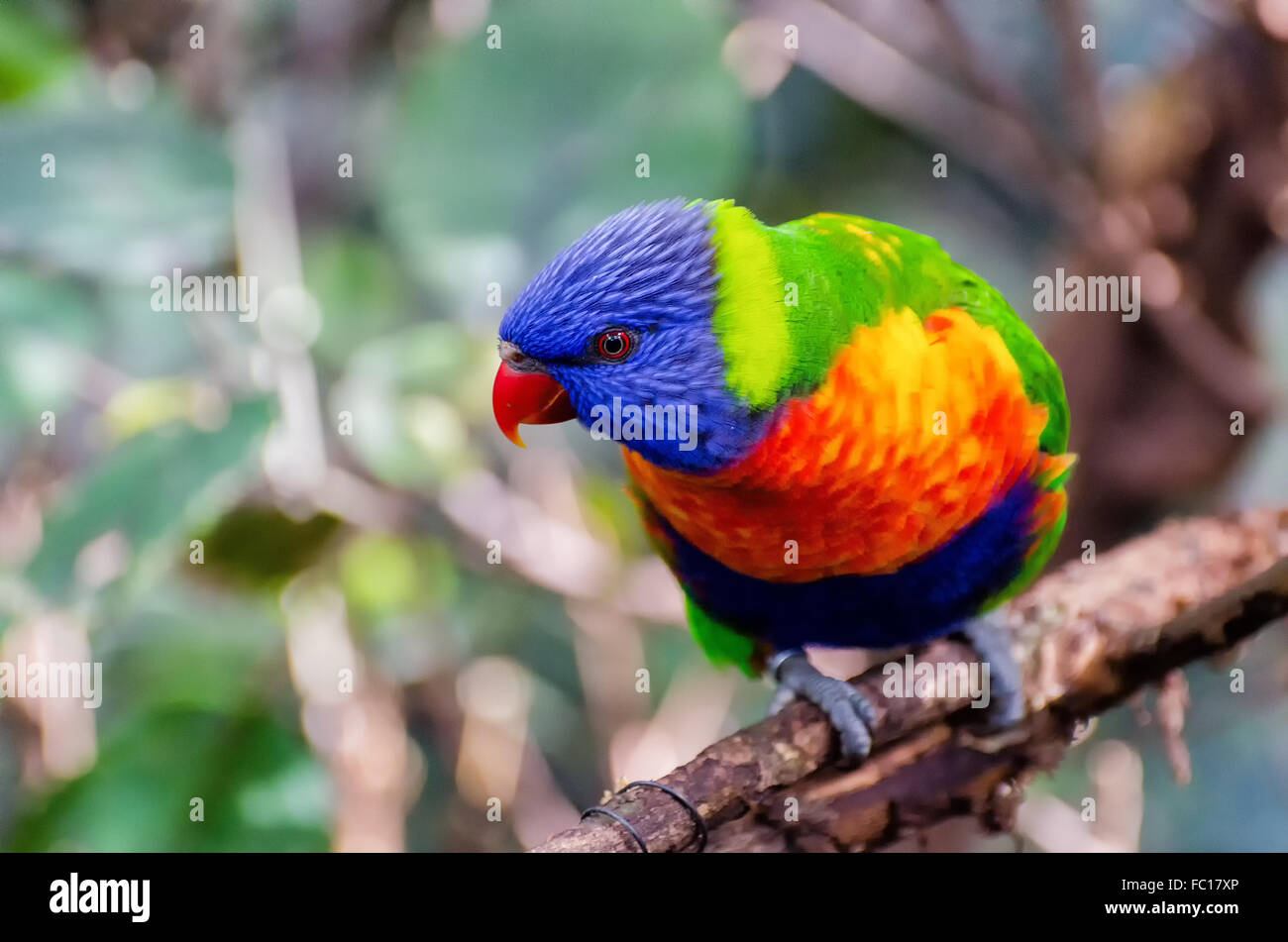 Regenbogenlori hi-res stock photography and images - Alamy