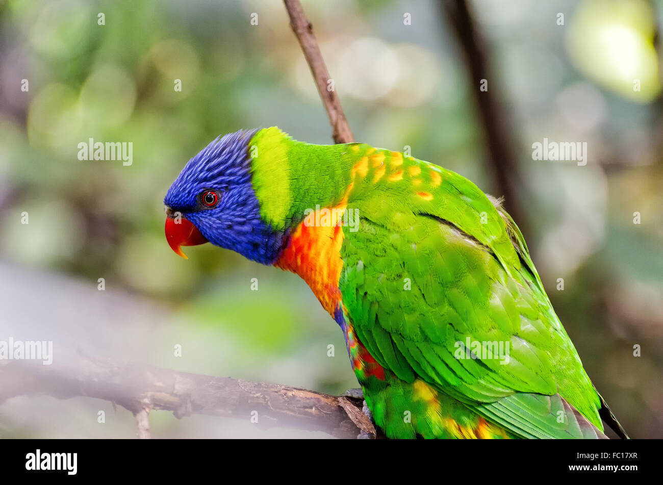 Regenbogen lori hi-res stock photography and images - Alamy