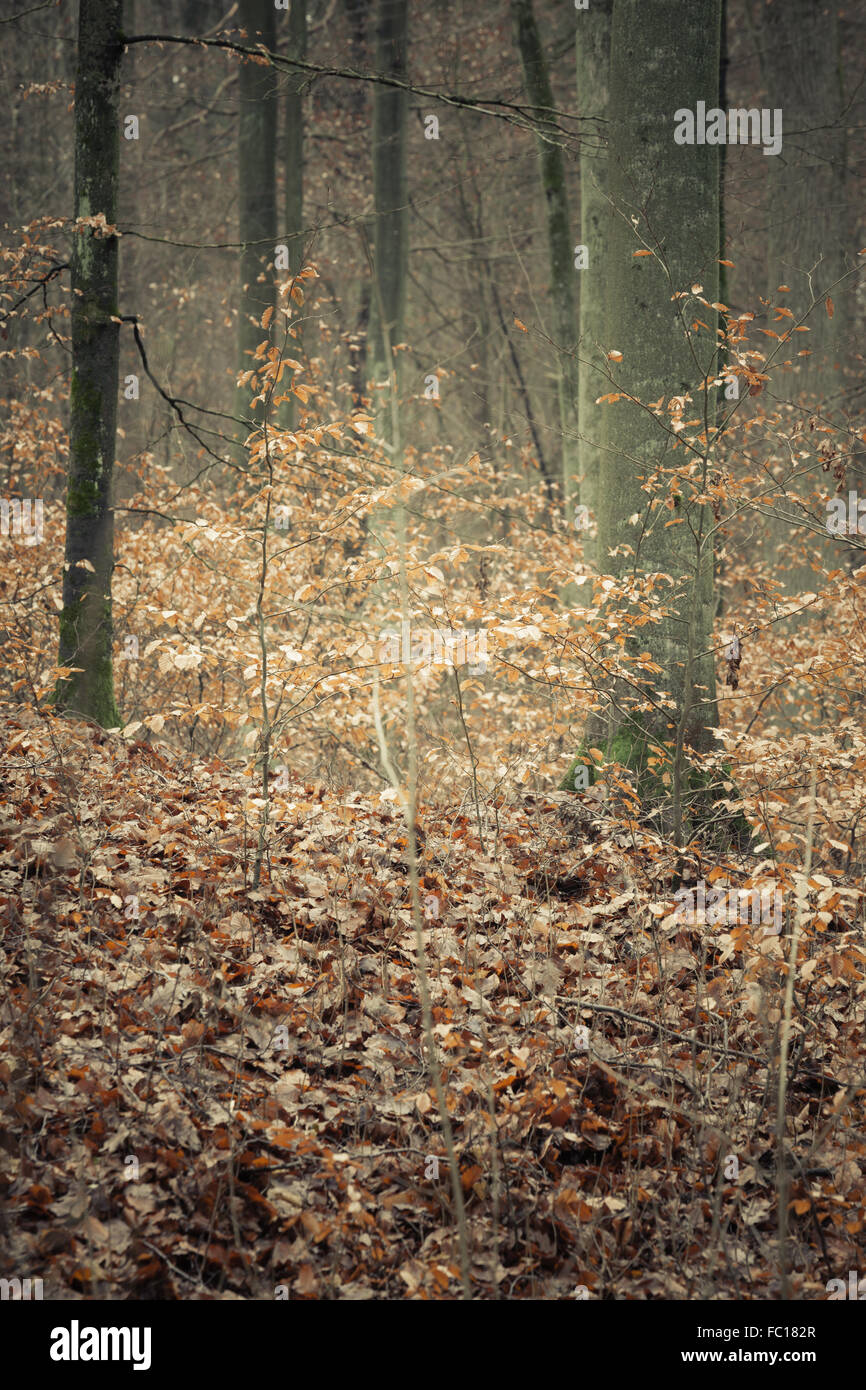Silence forest hi-res stock photography and images - Alamy