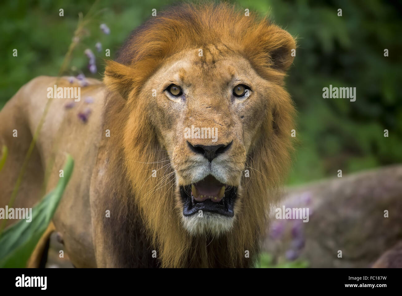 Lion portrait art hi-res stock photography and images - Alamy
