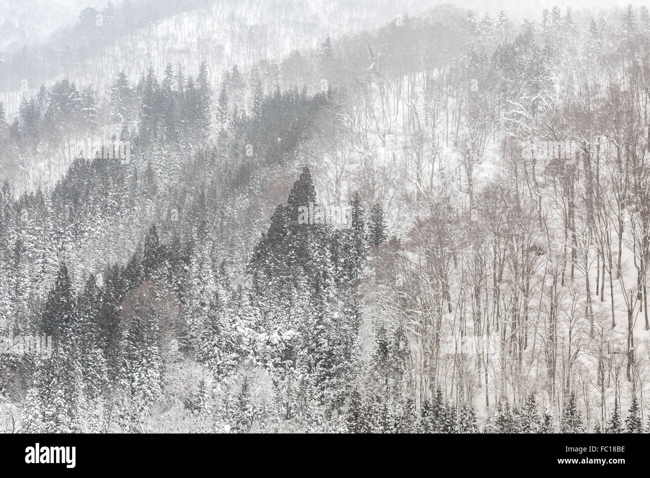 Snowfall with forest Stock Photo - Alamy