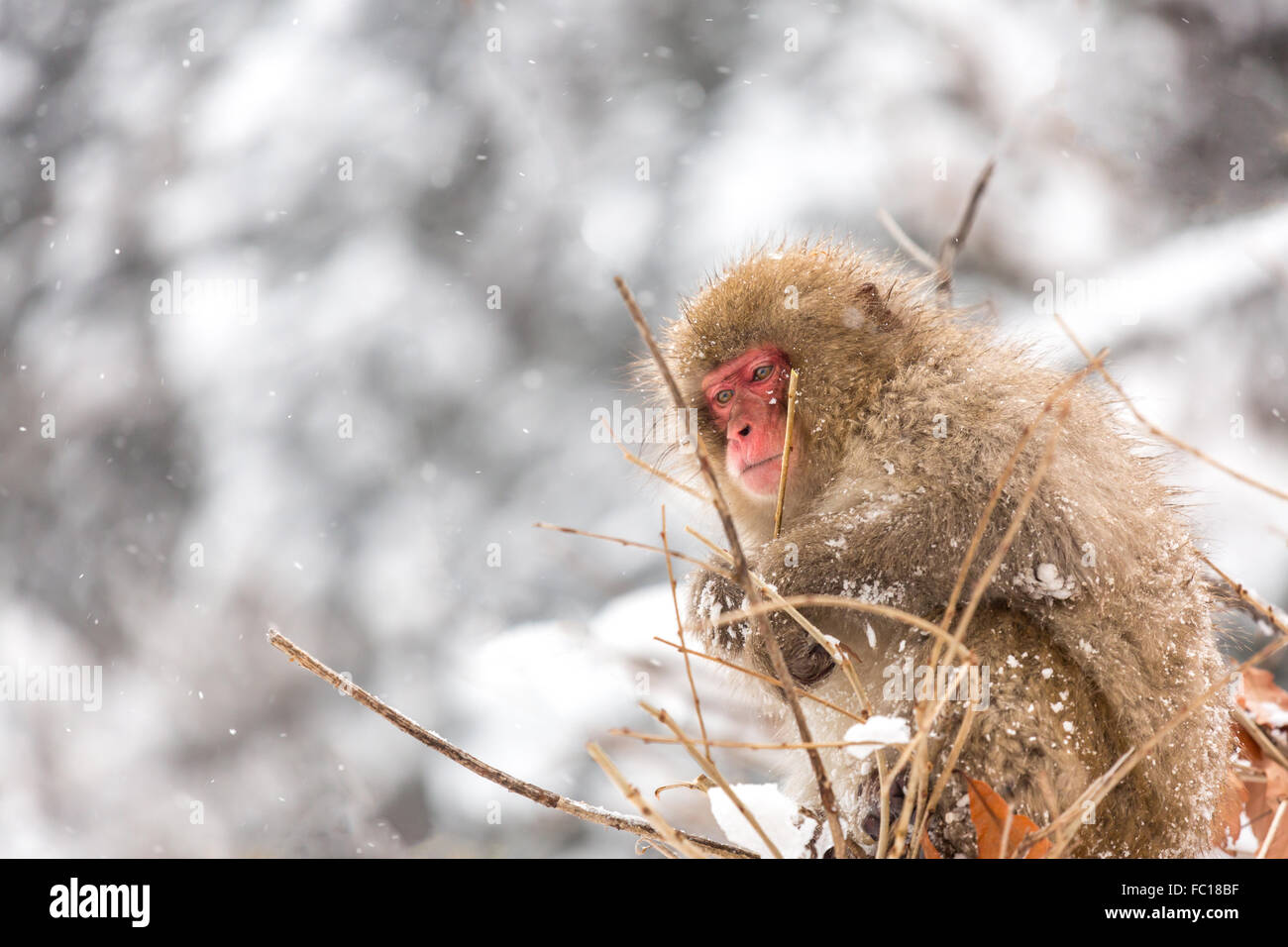 Japanese Snow Monkey Stock Photo - Alamy