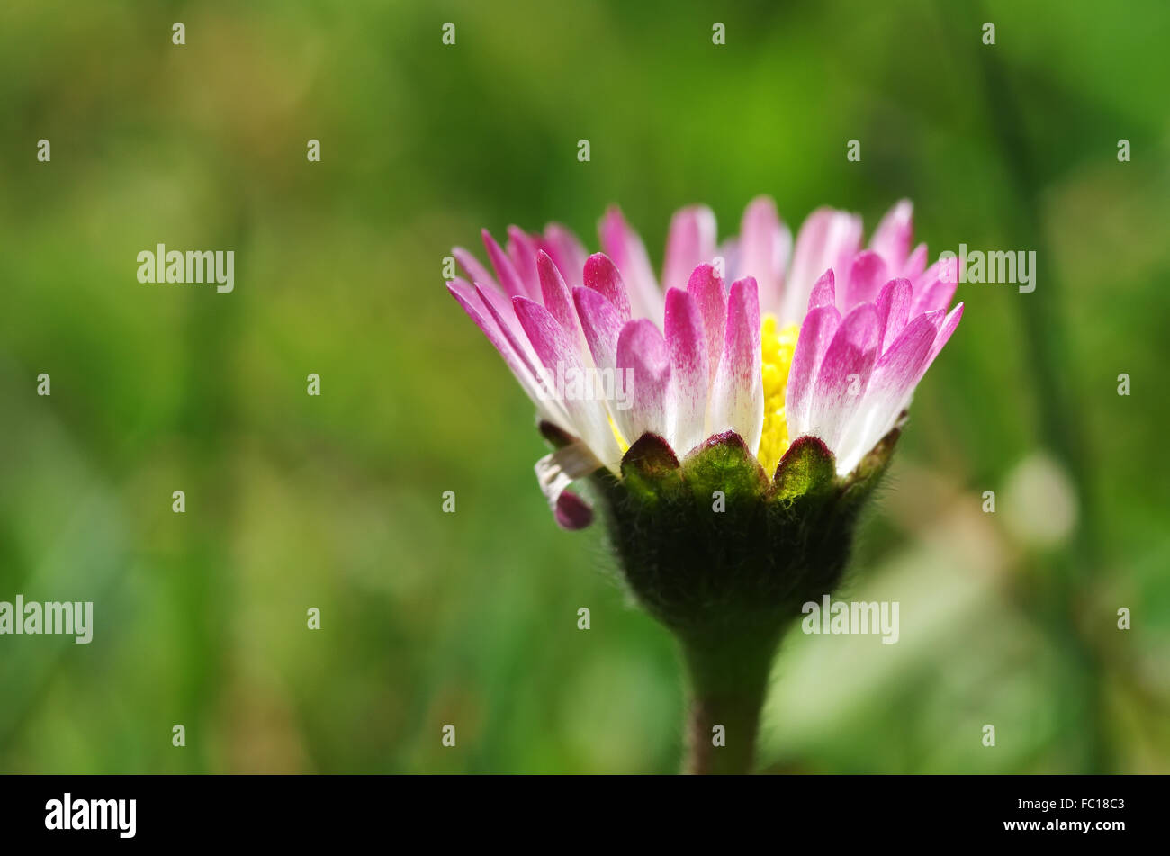 Flourishing daisy hi-res stock photography and images - Alamy