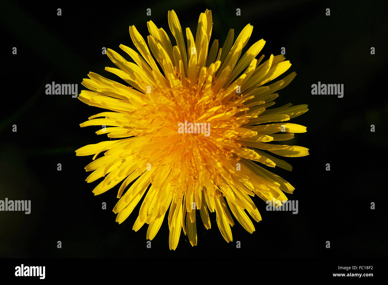 Dandelion Flower - Top View Stock Photo - Alamy
