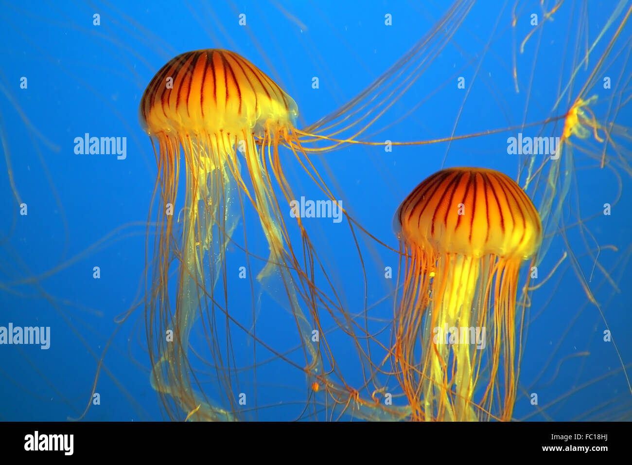 Two yellow-orange jellyfish Stock Photo - Alamy
