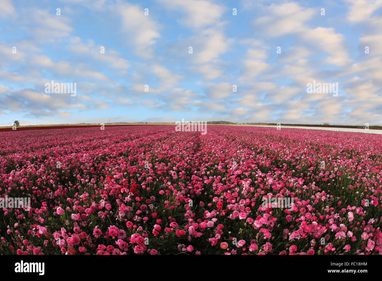 A pink garden ranunculus Stock Photo - Alamy