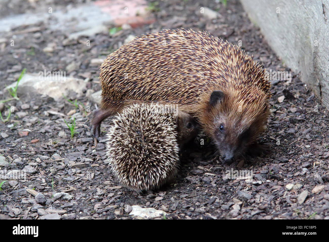 Family hedgehog hi-res stock photography and images - Alamy