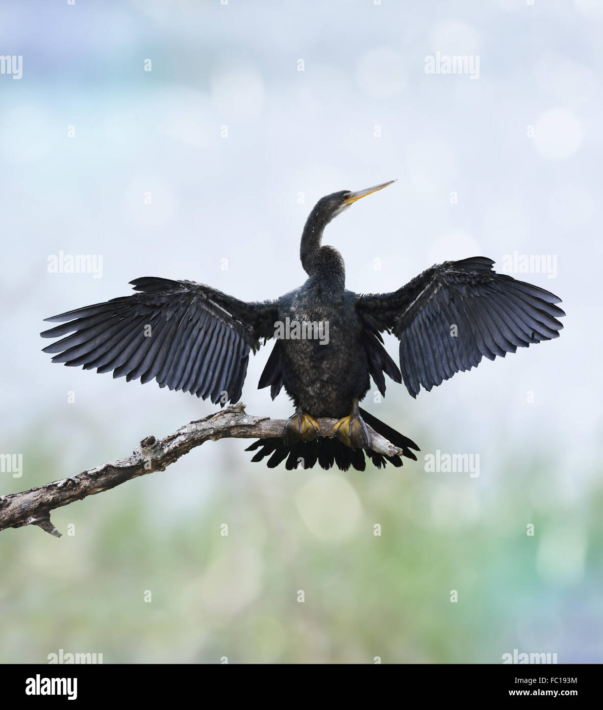 Anhinga Bird High Resolution Stock Photography and Images - Alamy