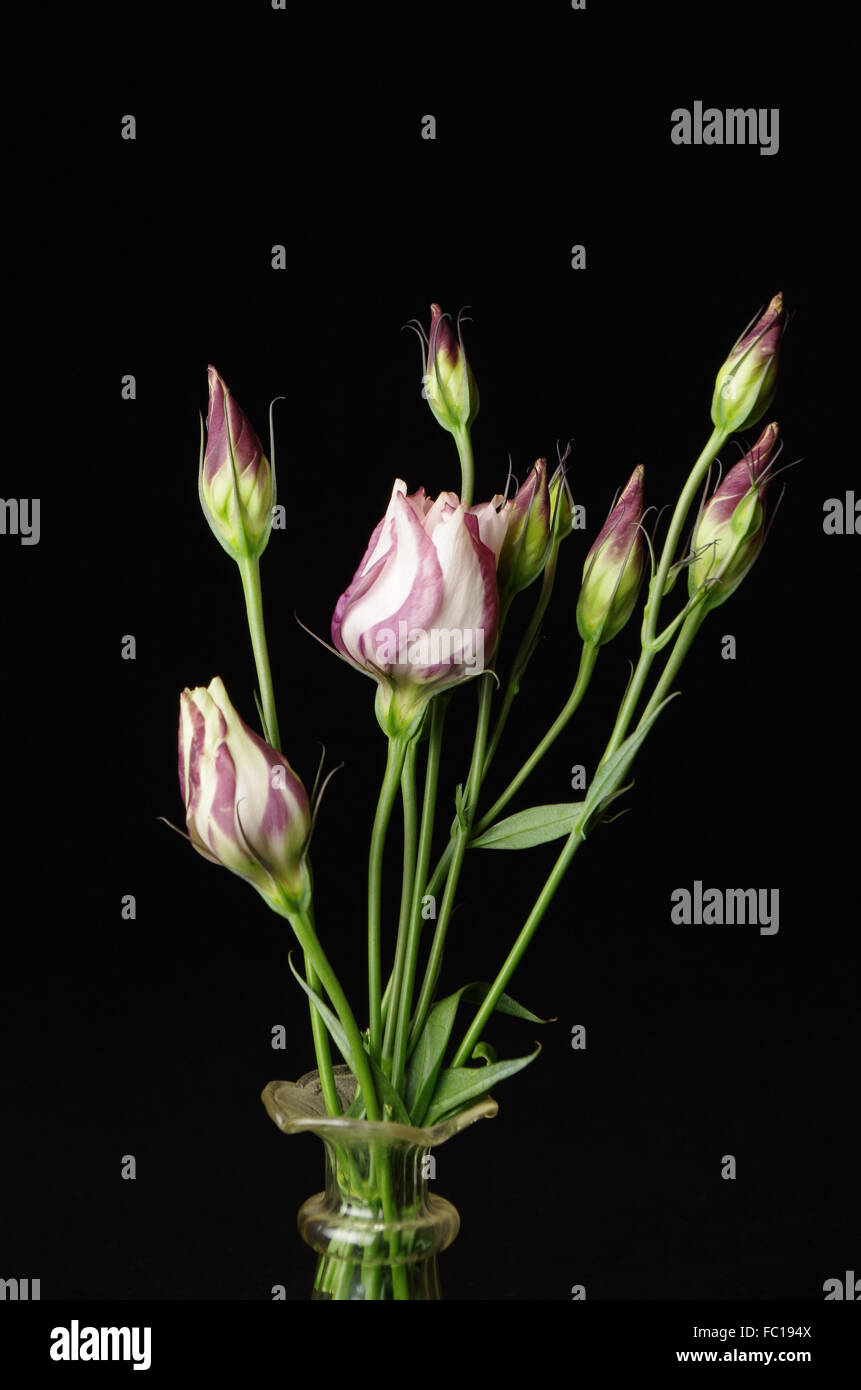 Lisianthus red hi-res stock photography and images - Alamy