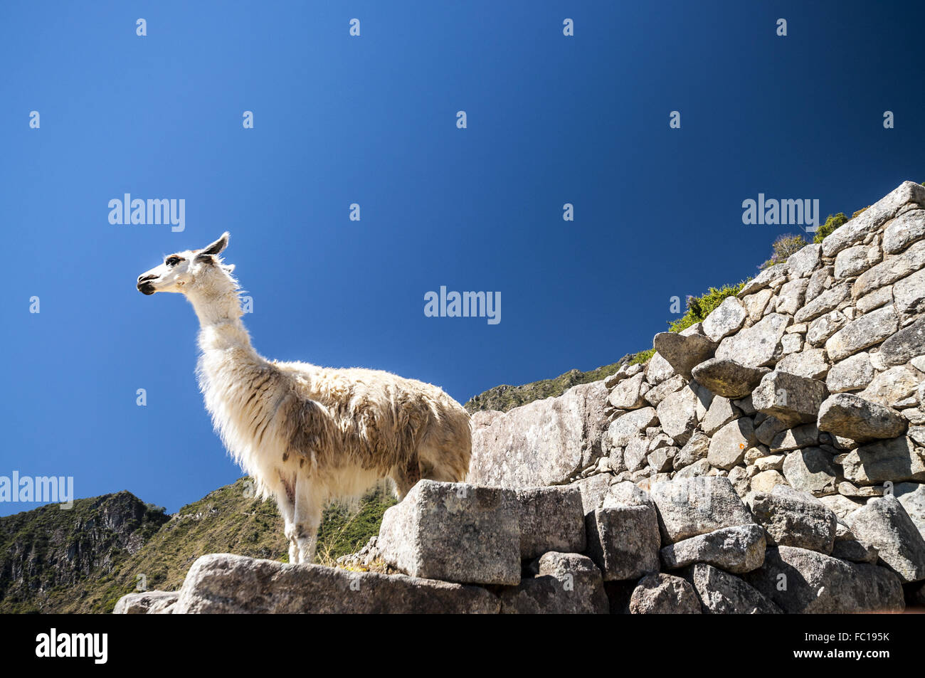 llama standing in Macchu picchu ruins Stock Photo - Alamy