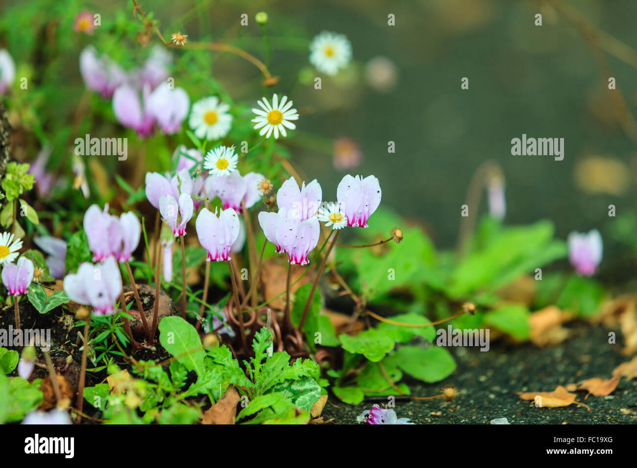 Pink flowers in the garden. Spring or summer Stock Photo - Alamy