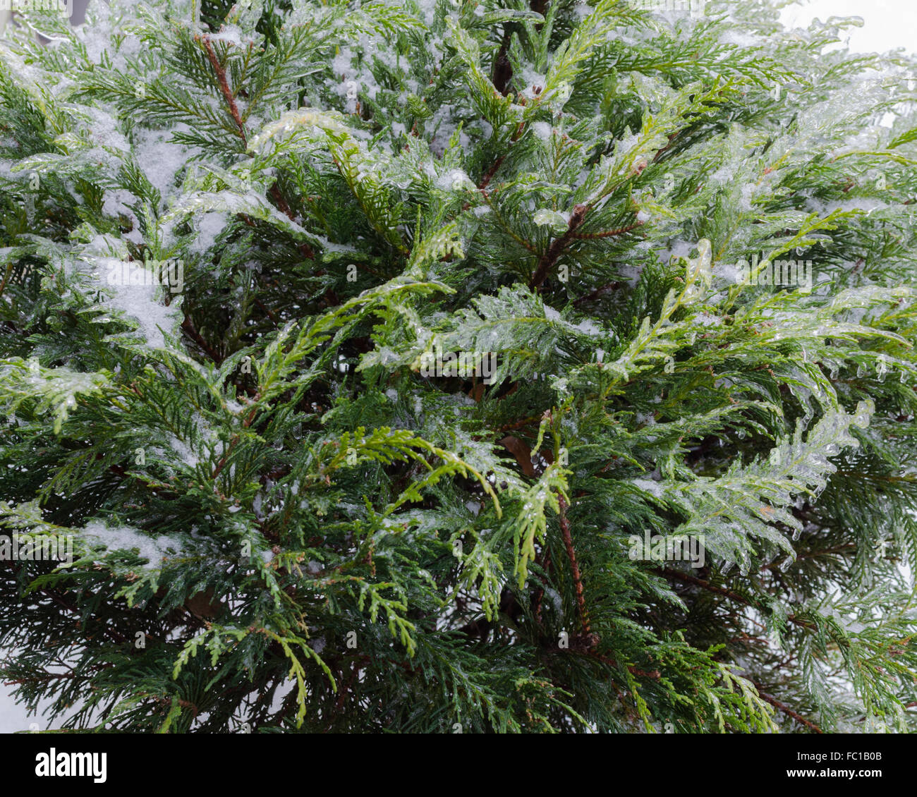 Iced over evergreen tree closeup Stock Photo - Alamy