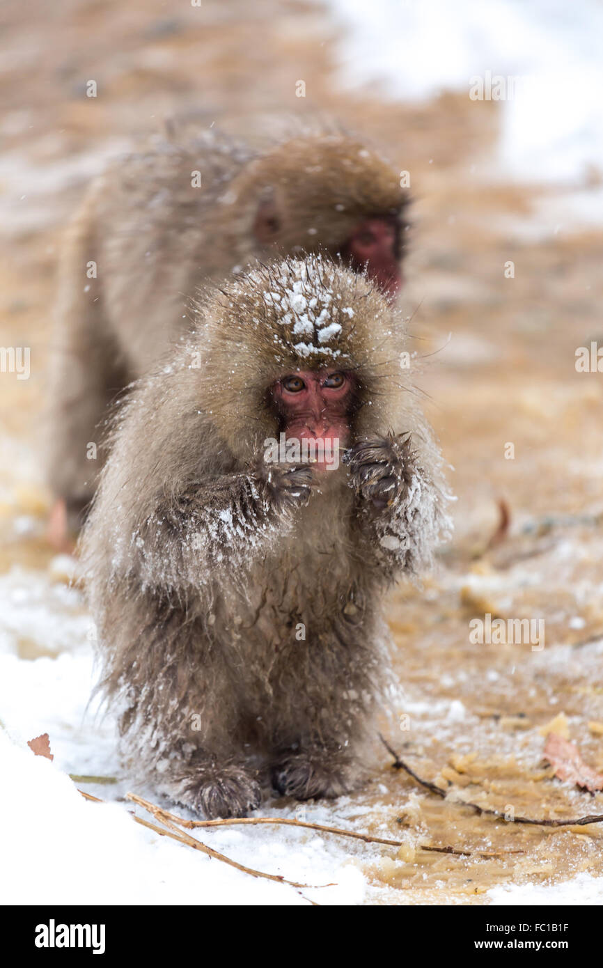 Japanese Snow Monkey Macaque Stock Photo - Alamy