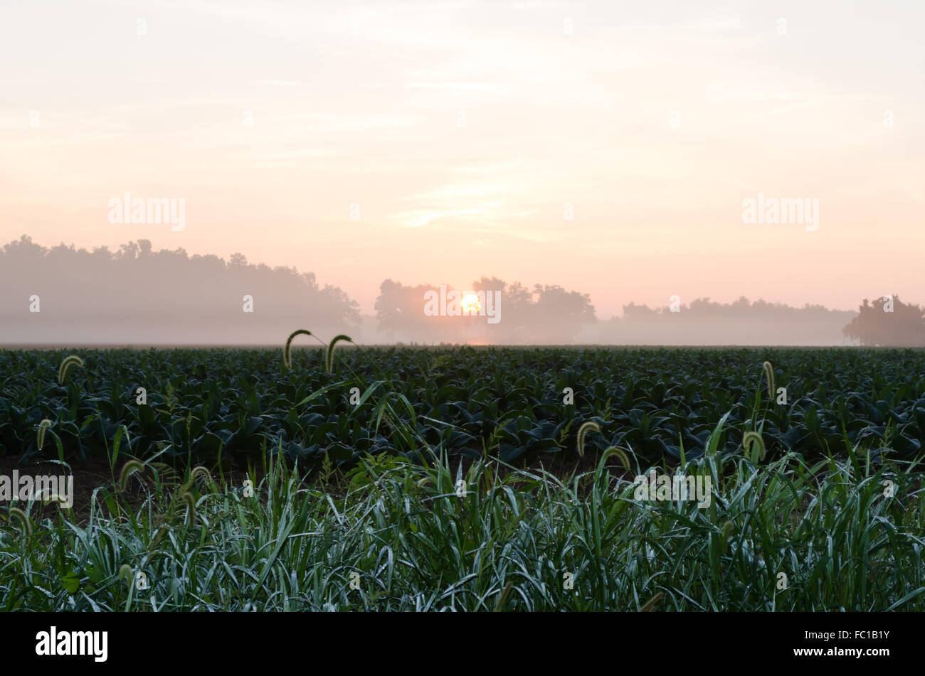 Sunrise in Kentucky Countryside Stock Photo - Alamy