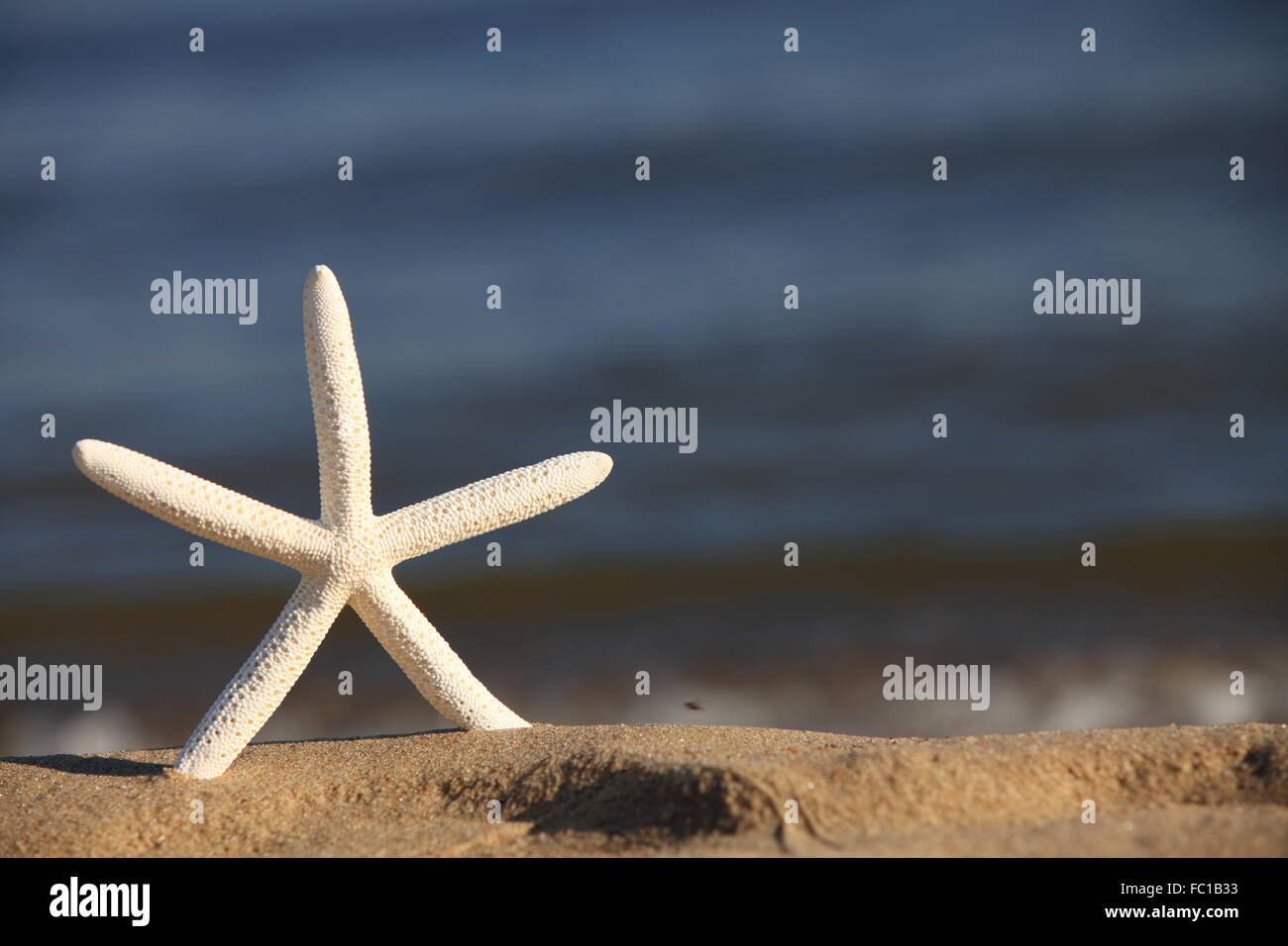 Starfish on beach at ocean background Stock Photo - Alamy