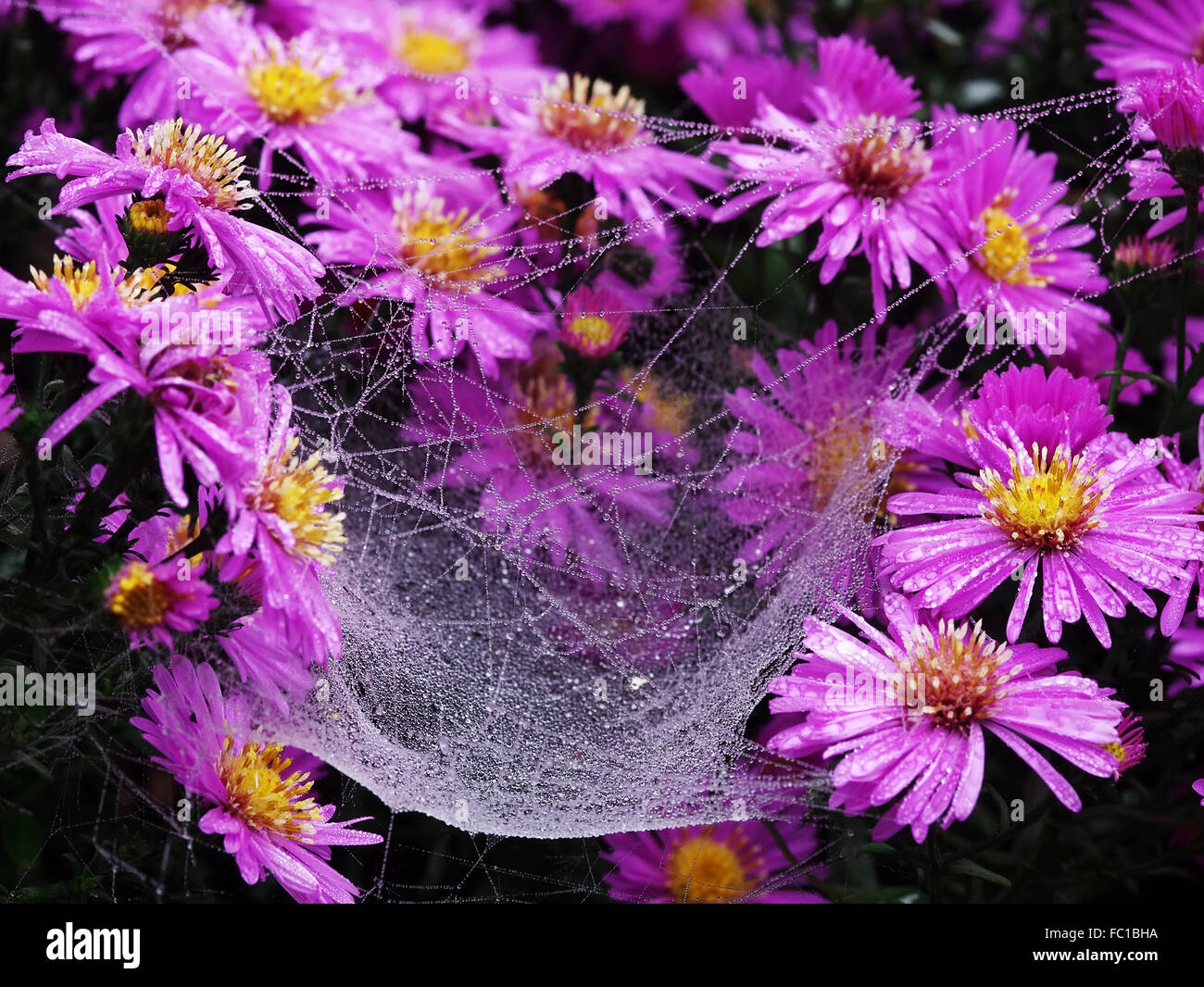 Canopy of flowers hi-res stock photography and images - Alamy