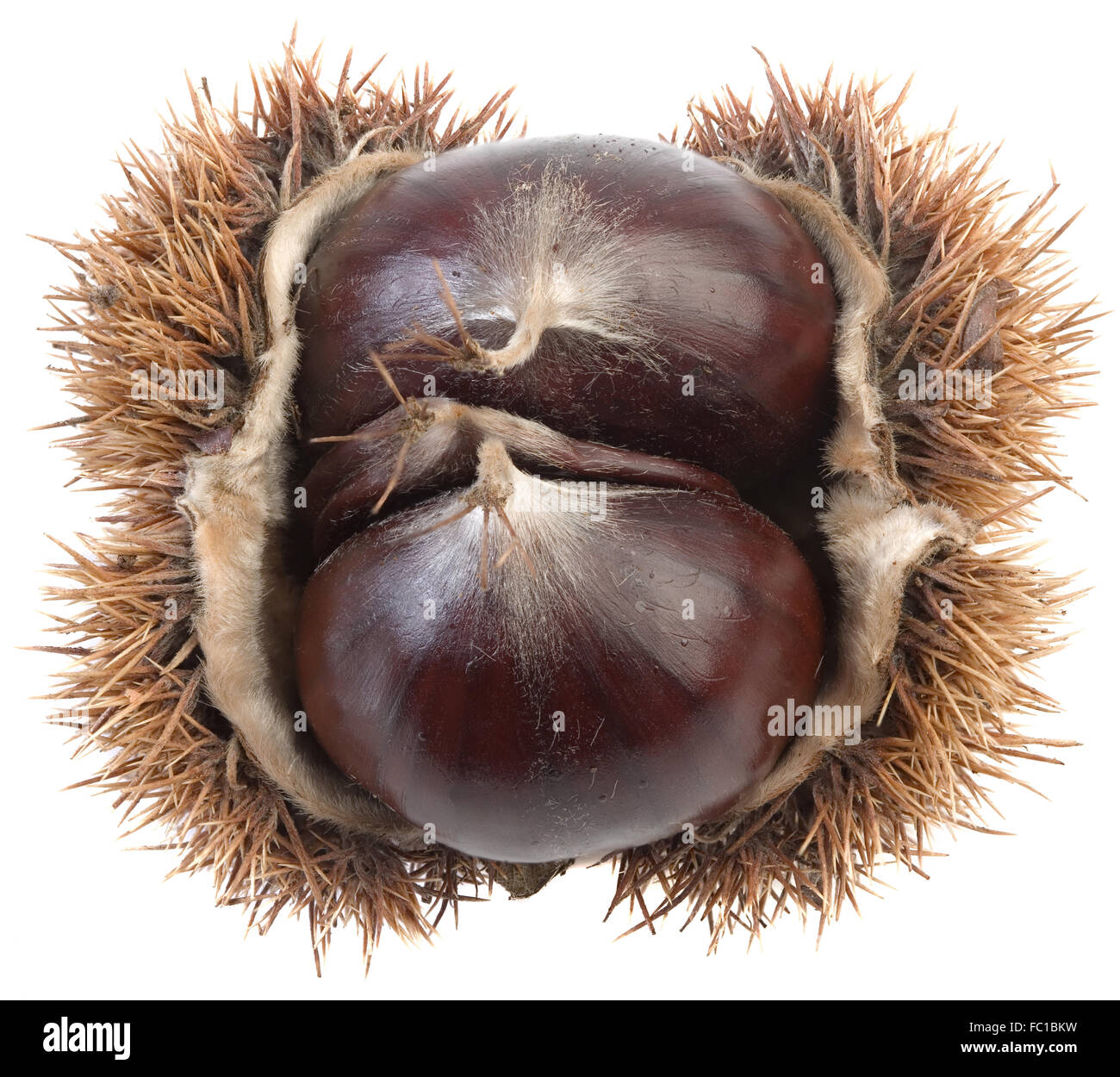 Plant seeds cutout hi-res stock photography and images - Alamy