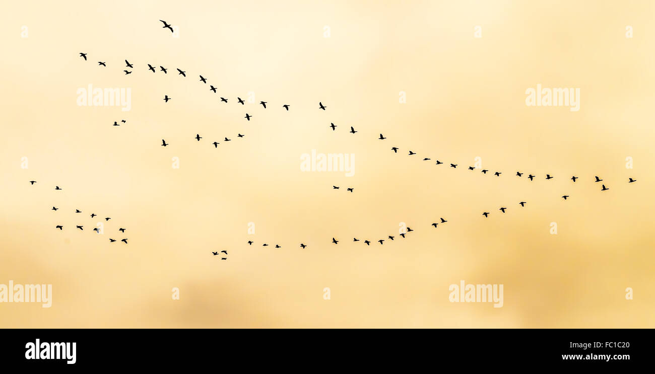 Birds flying v shape hi-res stock photography and images - Alamy