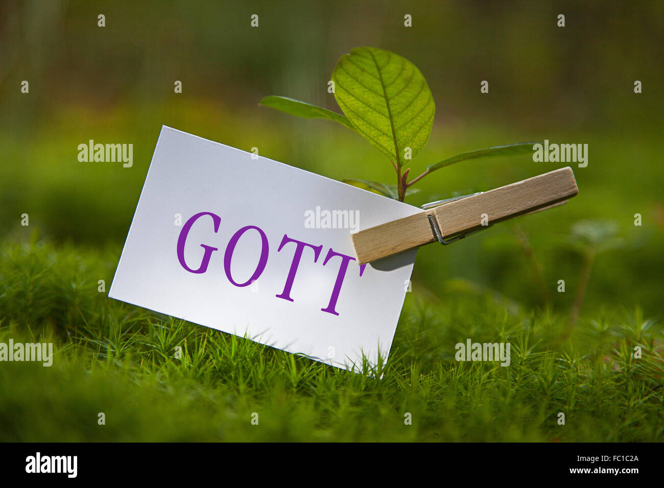 The word „Gott with a seedling Stock Photo - Alamy