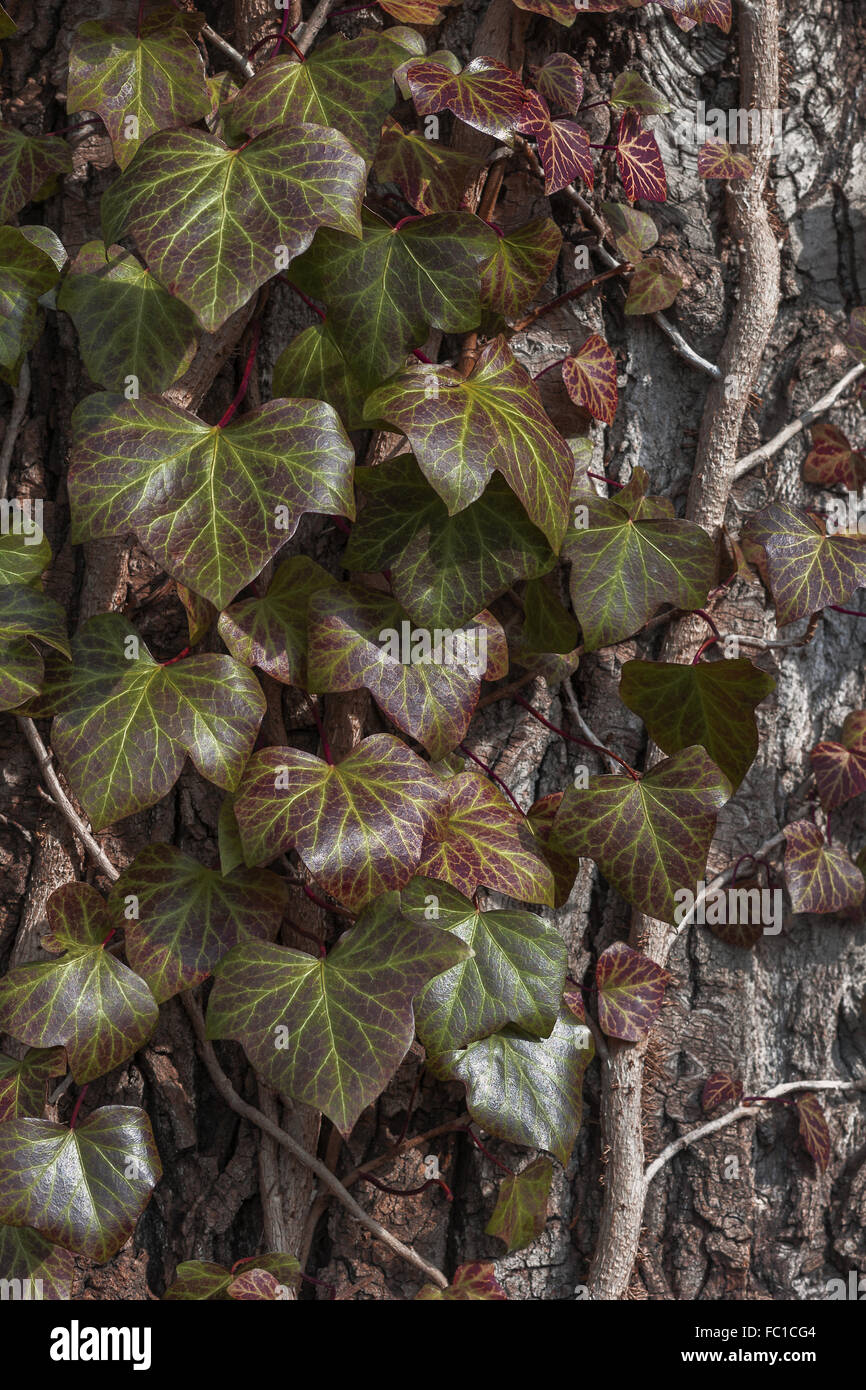 leaves at the tree trunk Stock Photo - Alamy